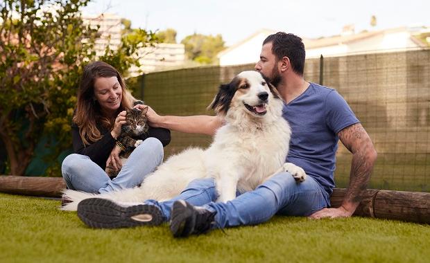 Como limpar os dentes do teu animal para prevenir o tártaro e as infecções?
